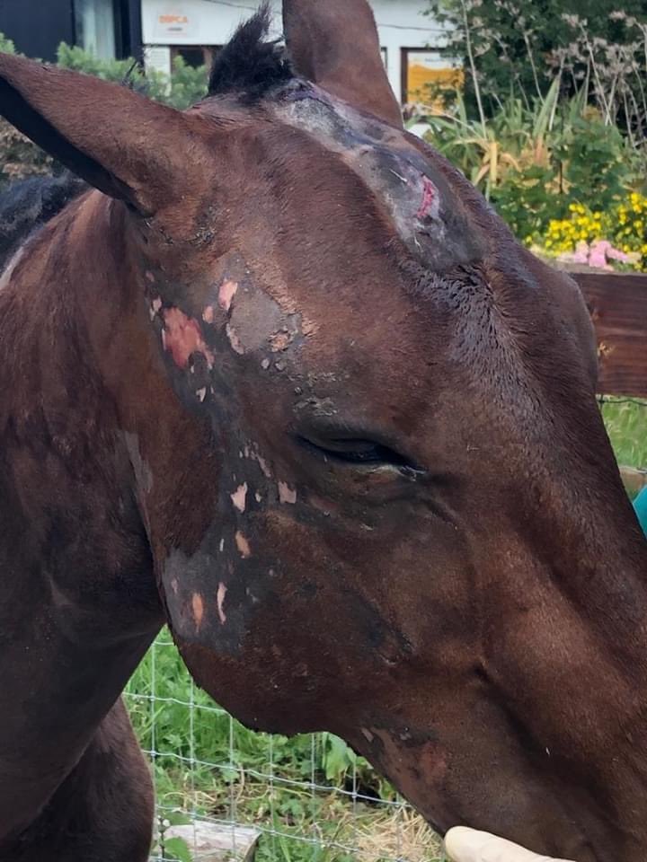 Threadworms In Horses