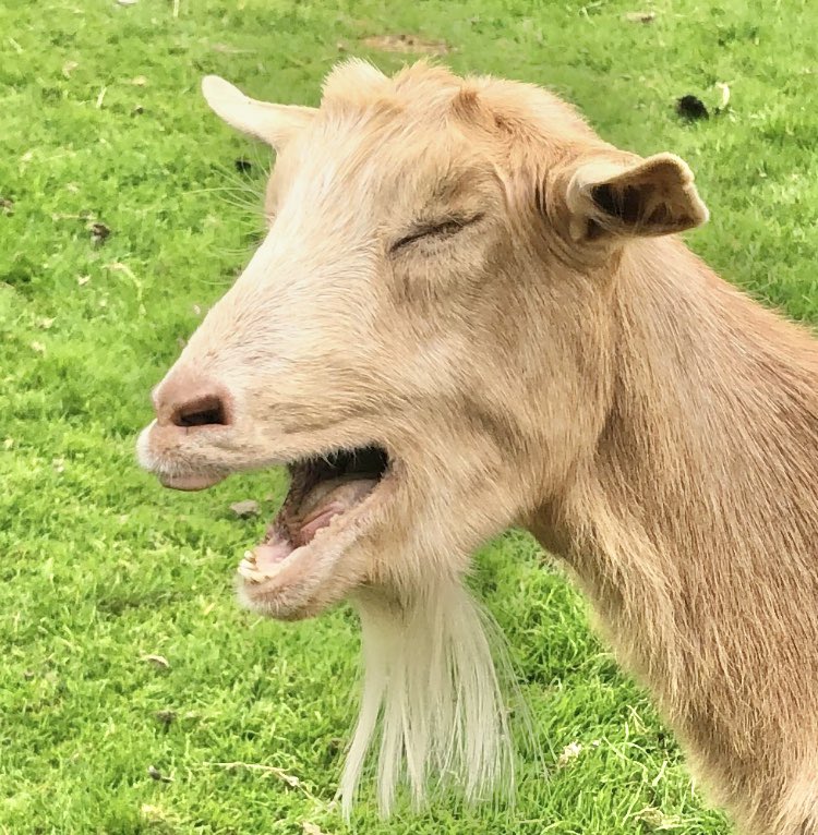 Goat Laughing