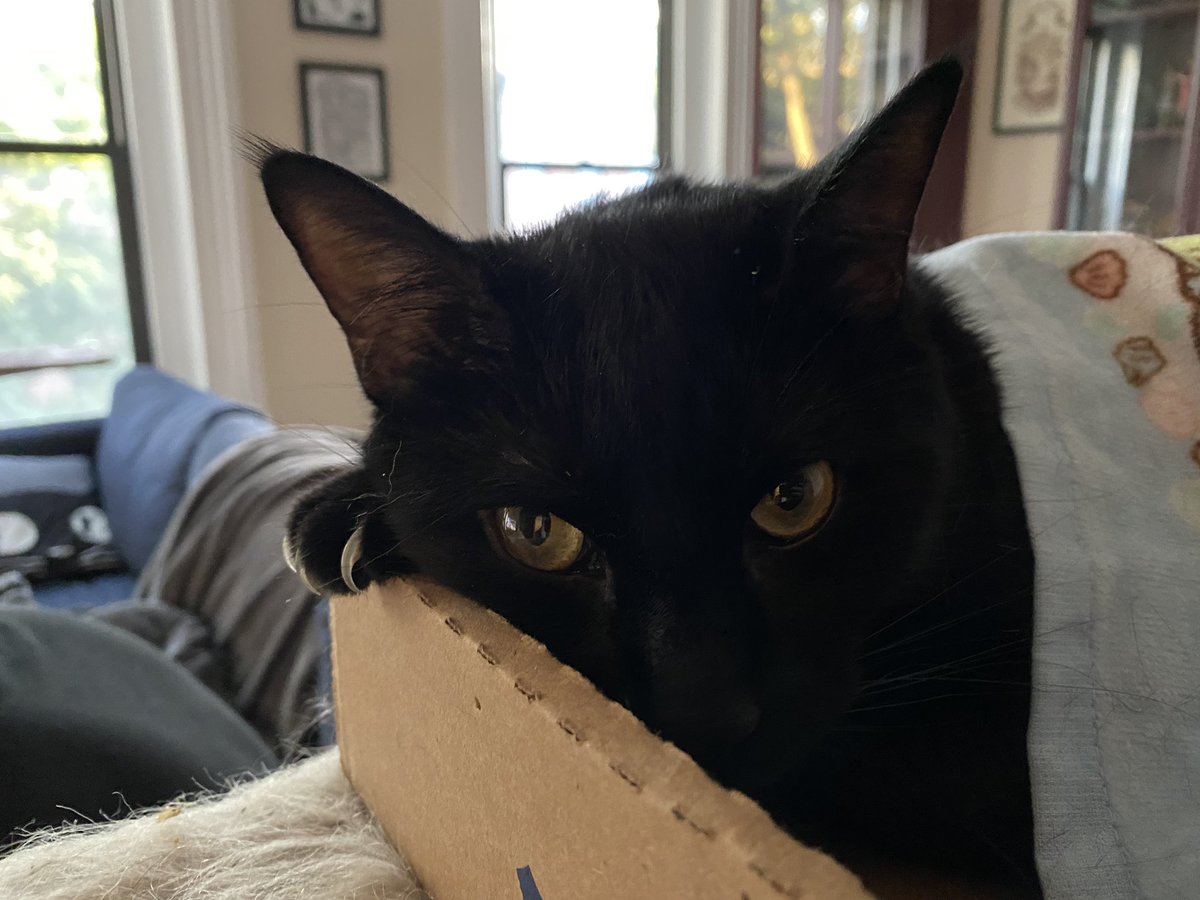 jake on Twitter: "2 cats…