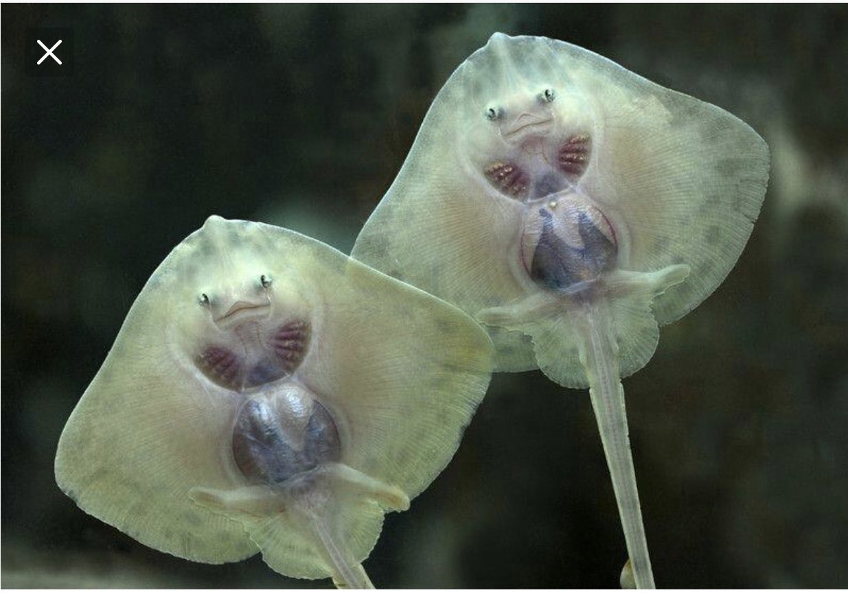 Cute Baby Stingrays