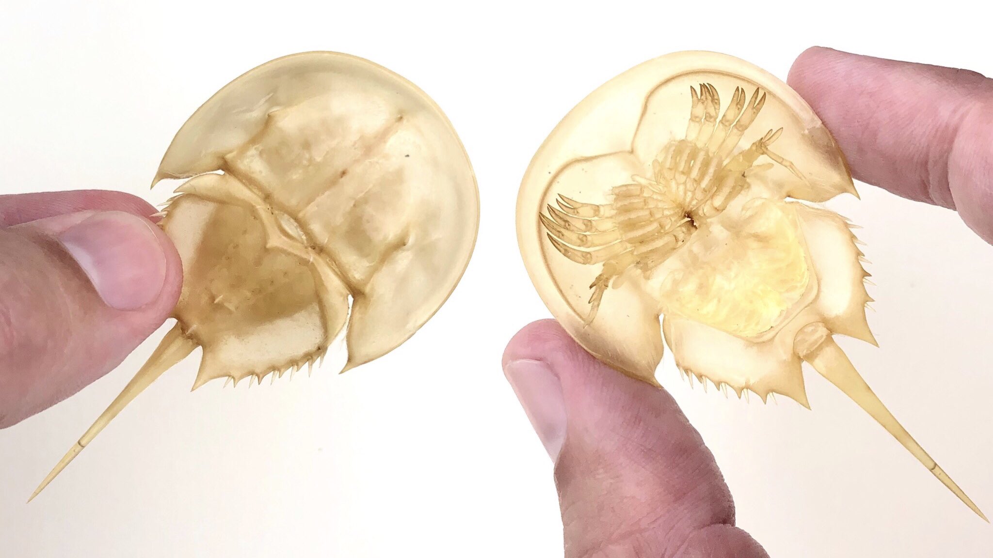 Horseshoe Crab Skeleton