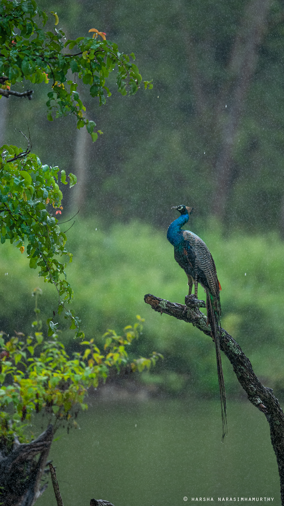 Peacock Pictures In Rain