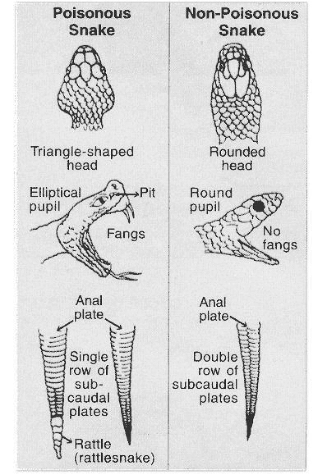 Difference Between Poisonous And Non Poisonous