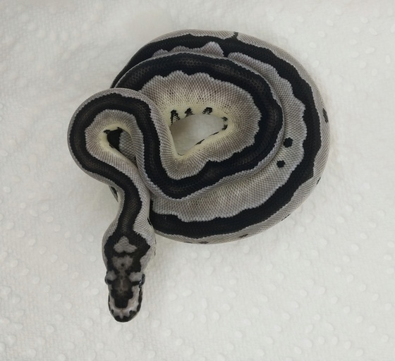Axanthic Clown Ball Python