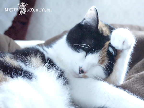 ミカサにゃんの飼い主 Mikasalove611のイラスト