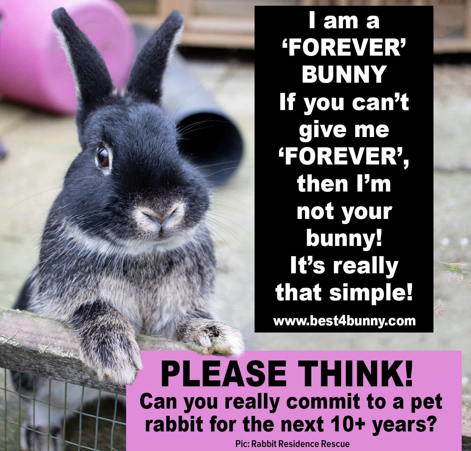 Rabbit Pet Quotes