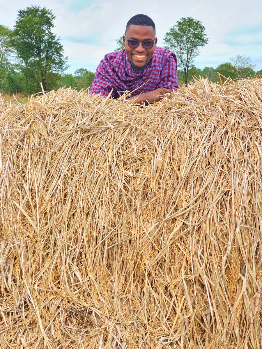 UZOEFU WANGU KATIKA BIASHARA YA KILIMO CHA MPUNGA Najua watu wengi sana ...