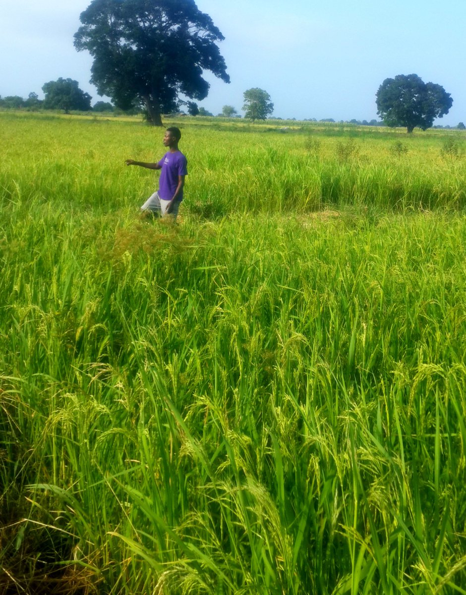 UZOEFU WANGU KATIKA BIASHARA YA KILIMO CHA MPUNGA Najua watu wengi sana ...