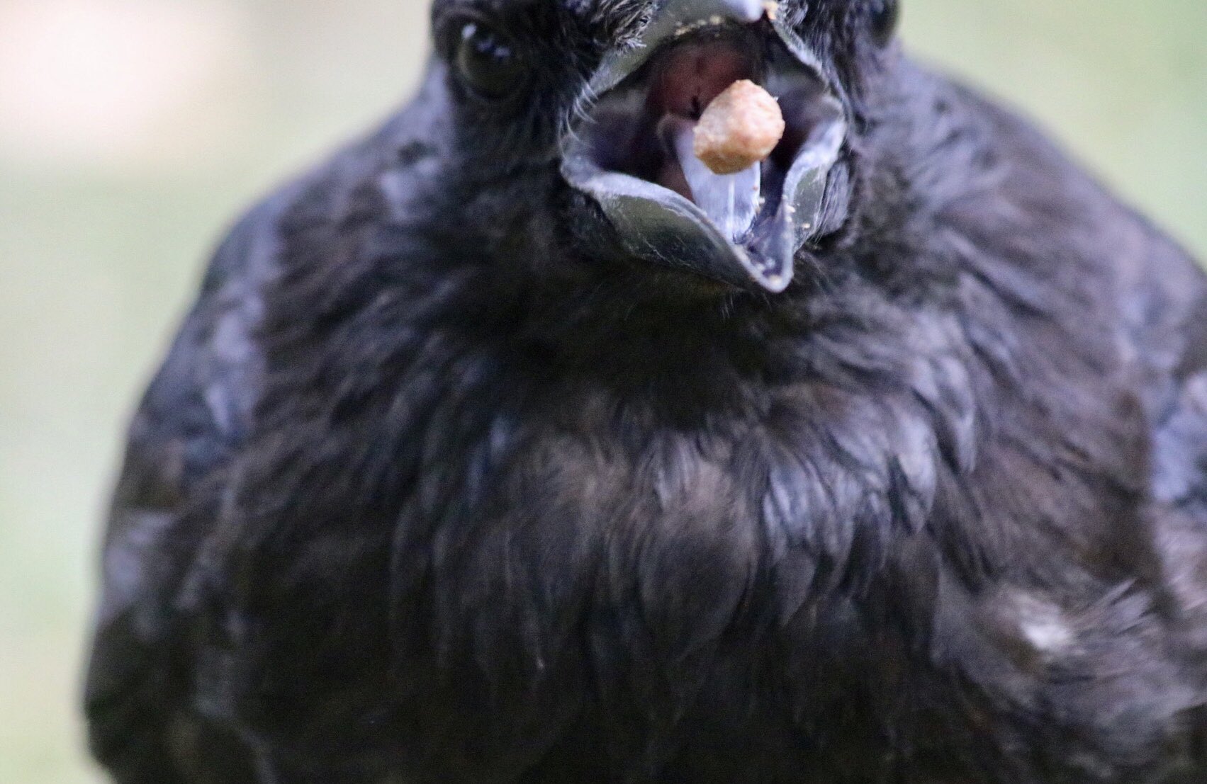 Crow Beak Open