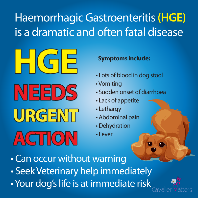 Is Hge Deadly In Dogs