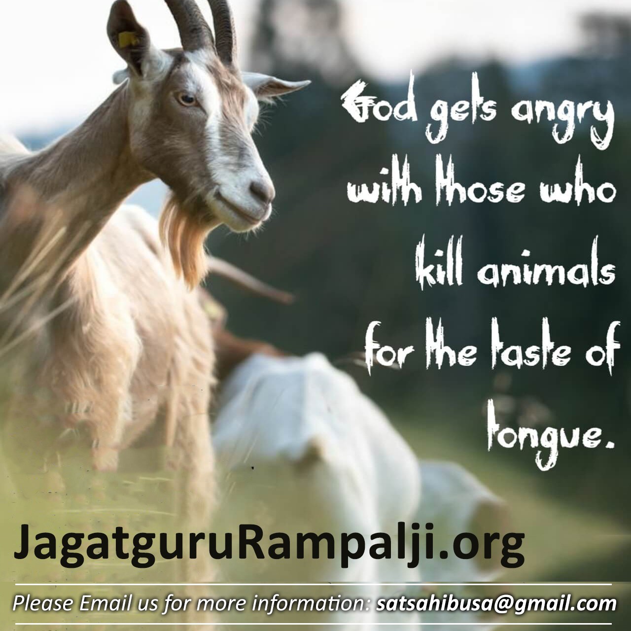 Anti Animal Slaughter Quotes