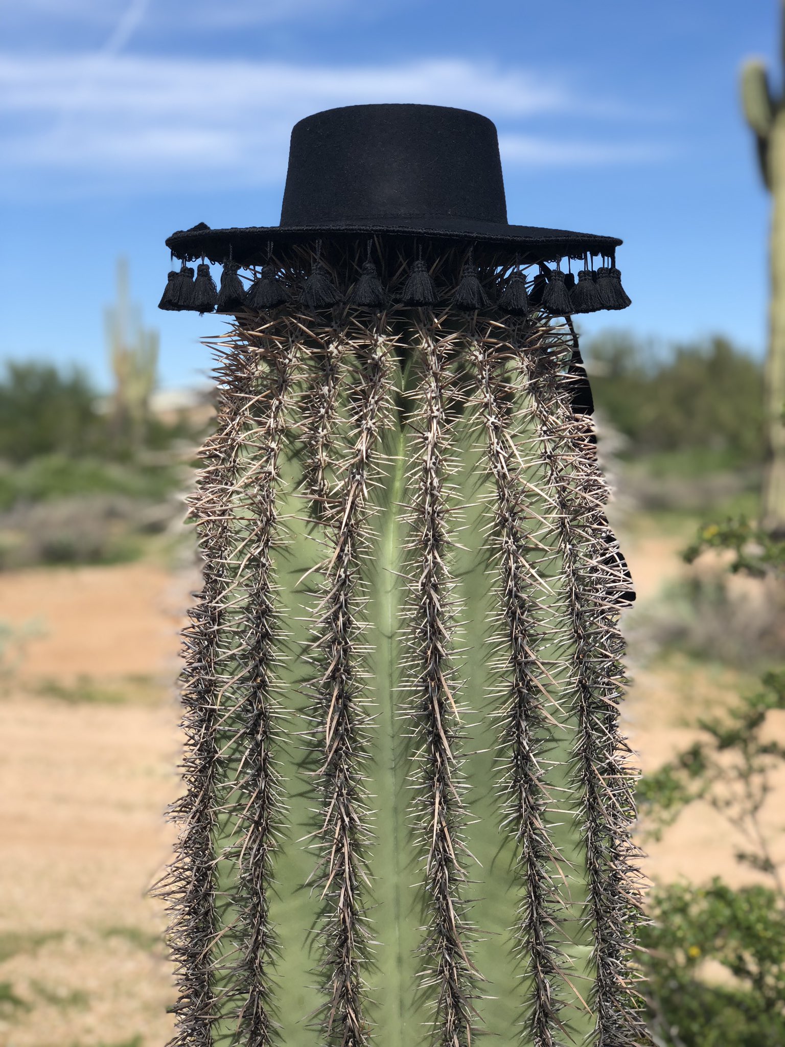 Saguaro Cactus With Hat