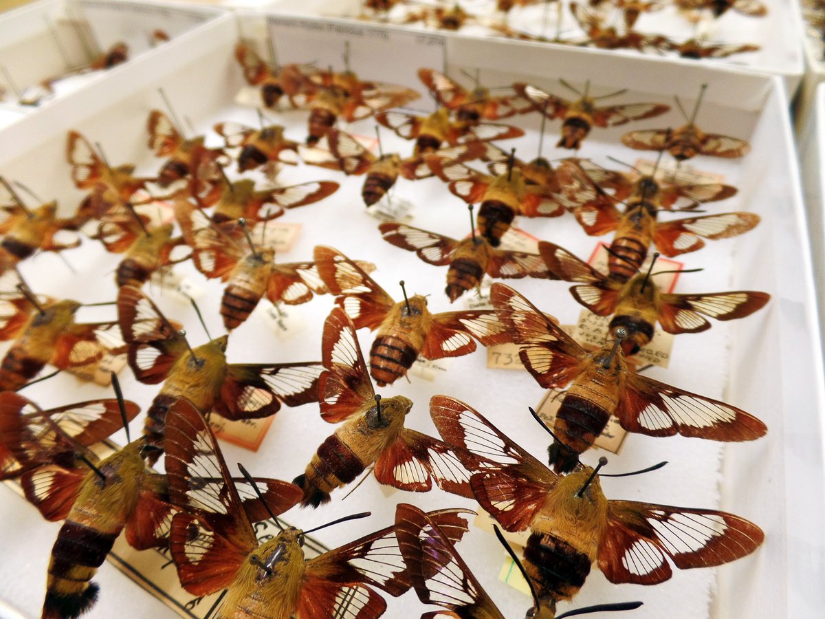 Literature | Entomological Collections Network