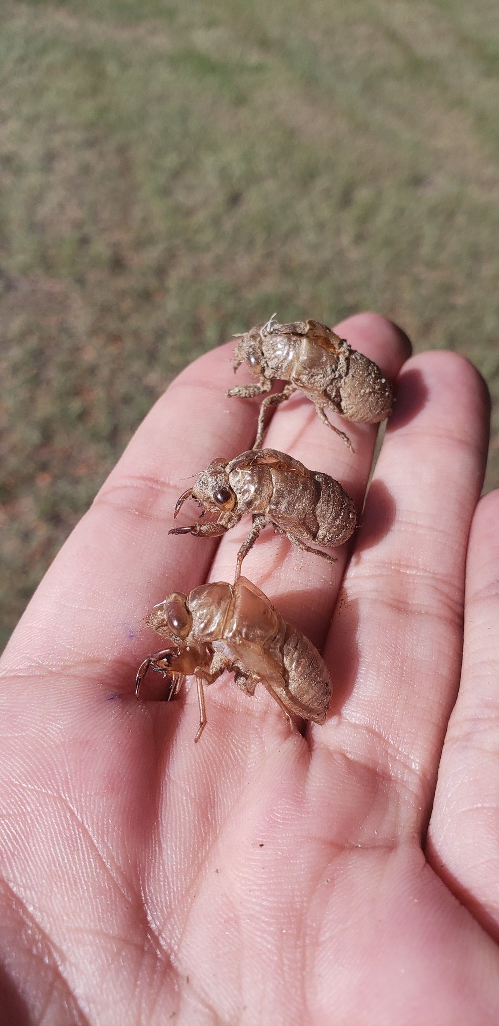 Cicada Shell Cosplay