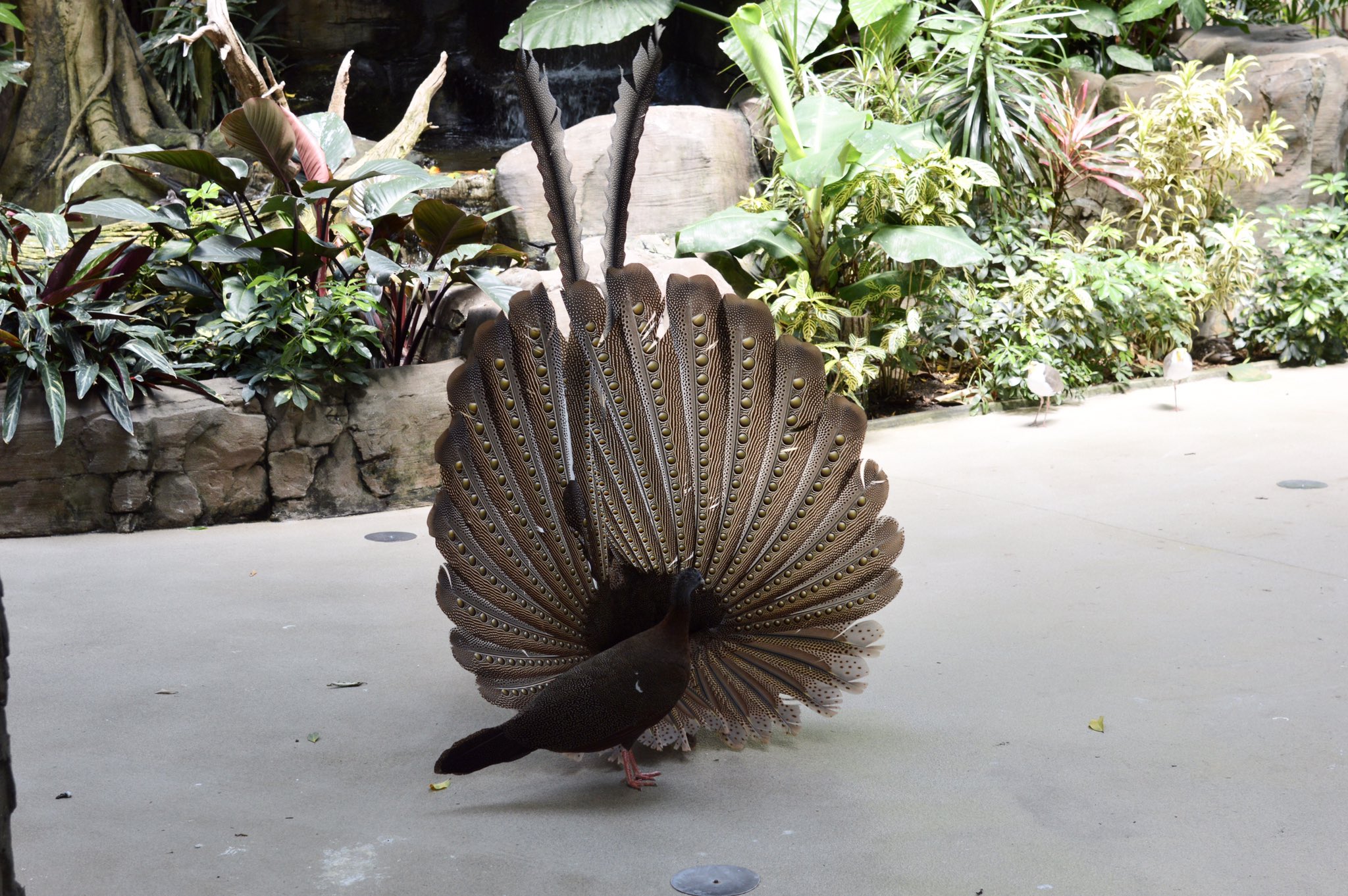 Argus Pheasant Display