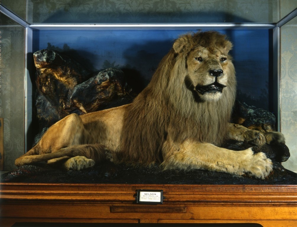 Cape Lion