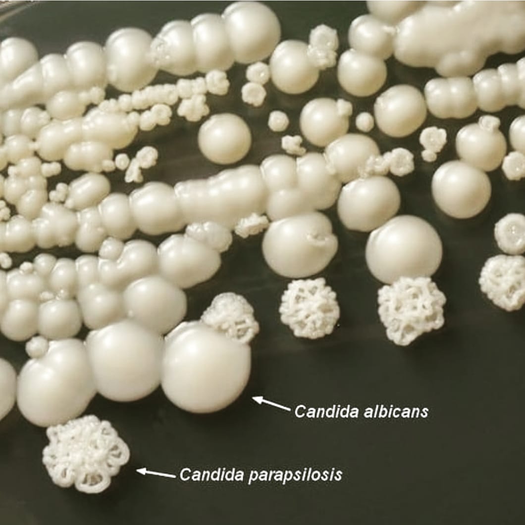 Candida Colony Morphology