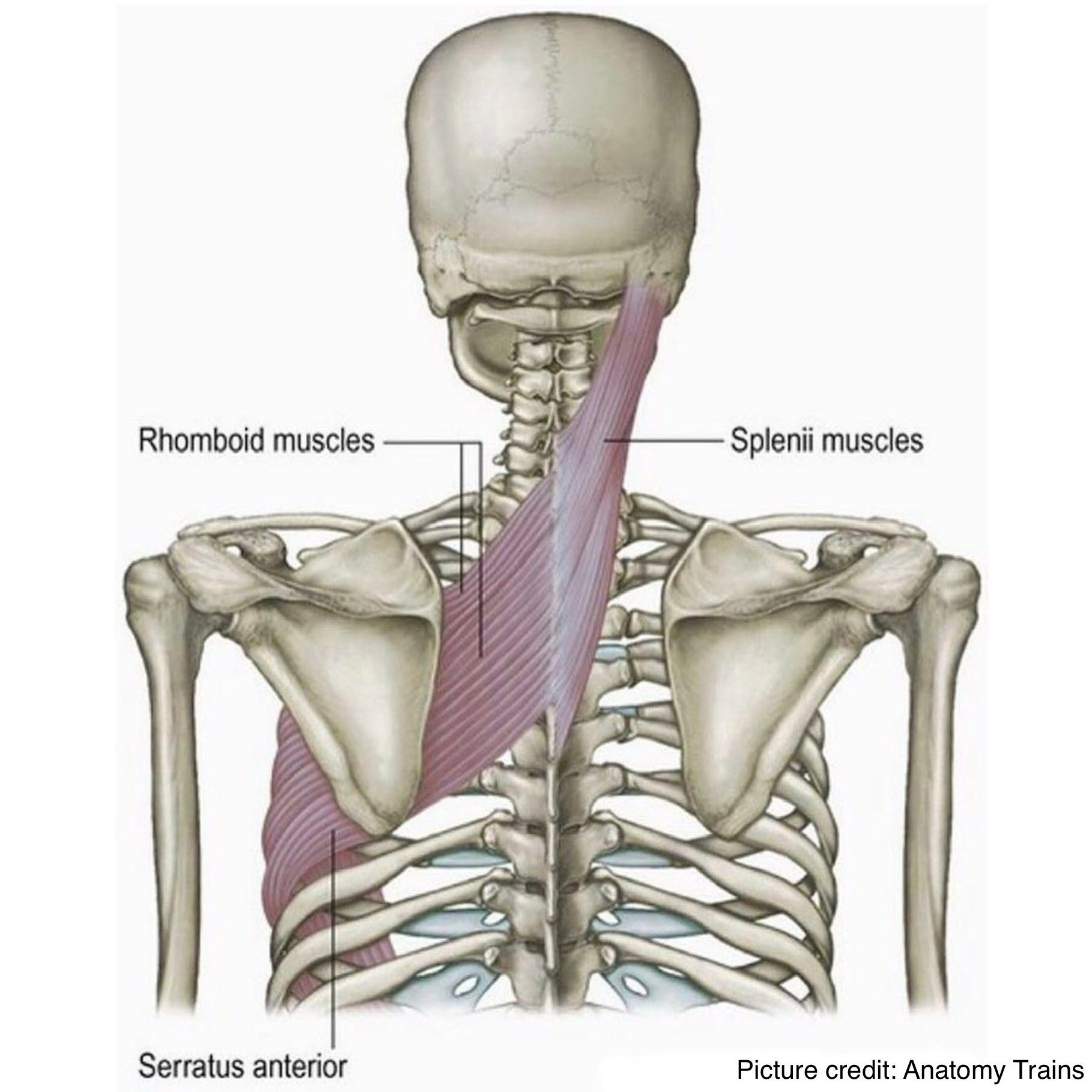 Splenius Cervicis Muscle
