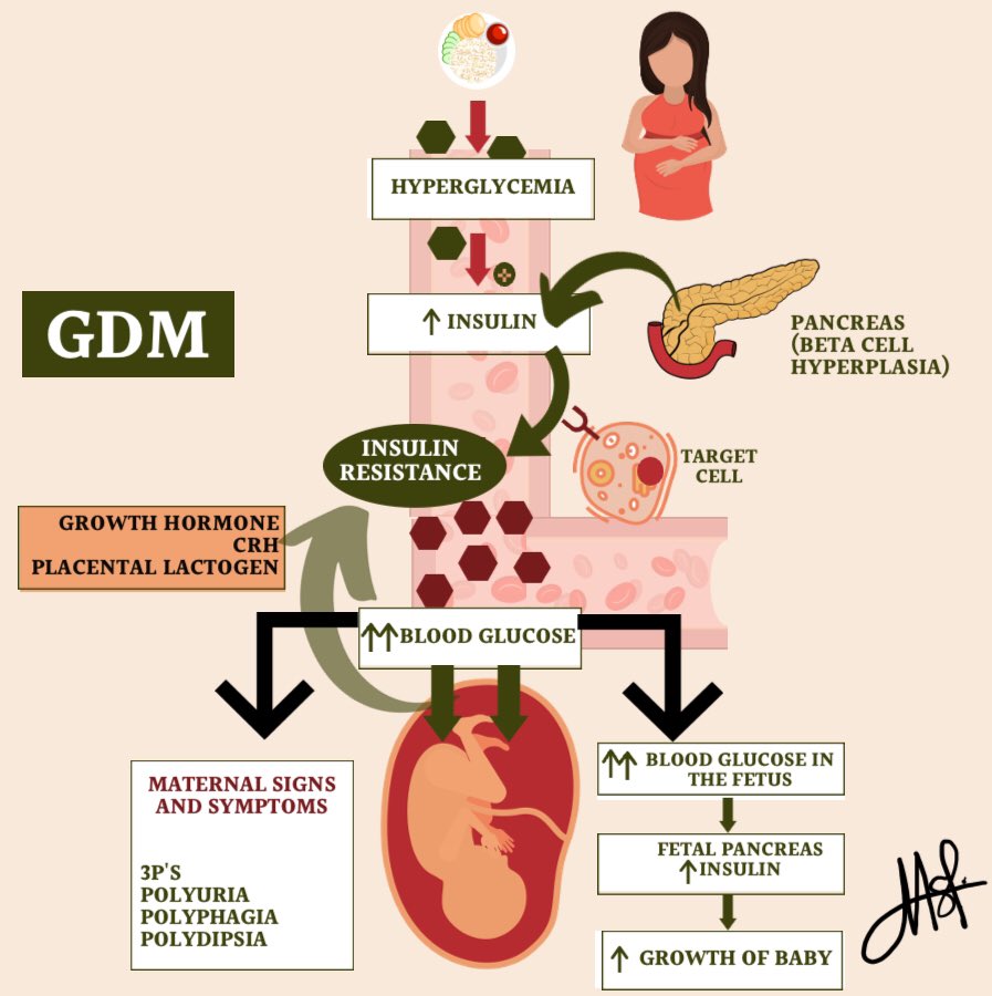 Gestational Diabetes Pathophysiology