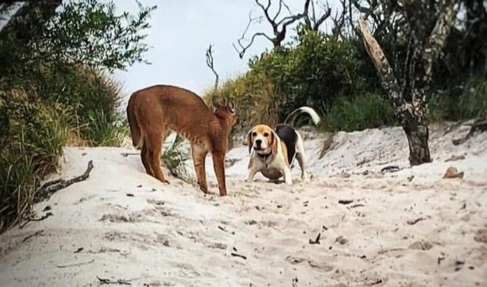 Caracal Vs Dog