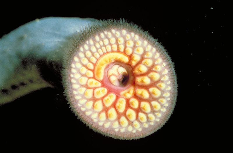Lamprey Bite Wound