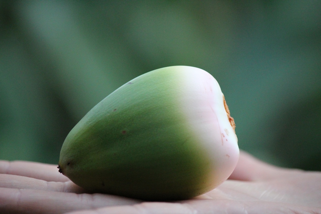 PVC Dungarees - Joanna Lark