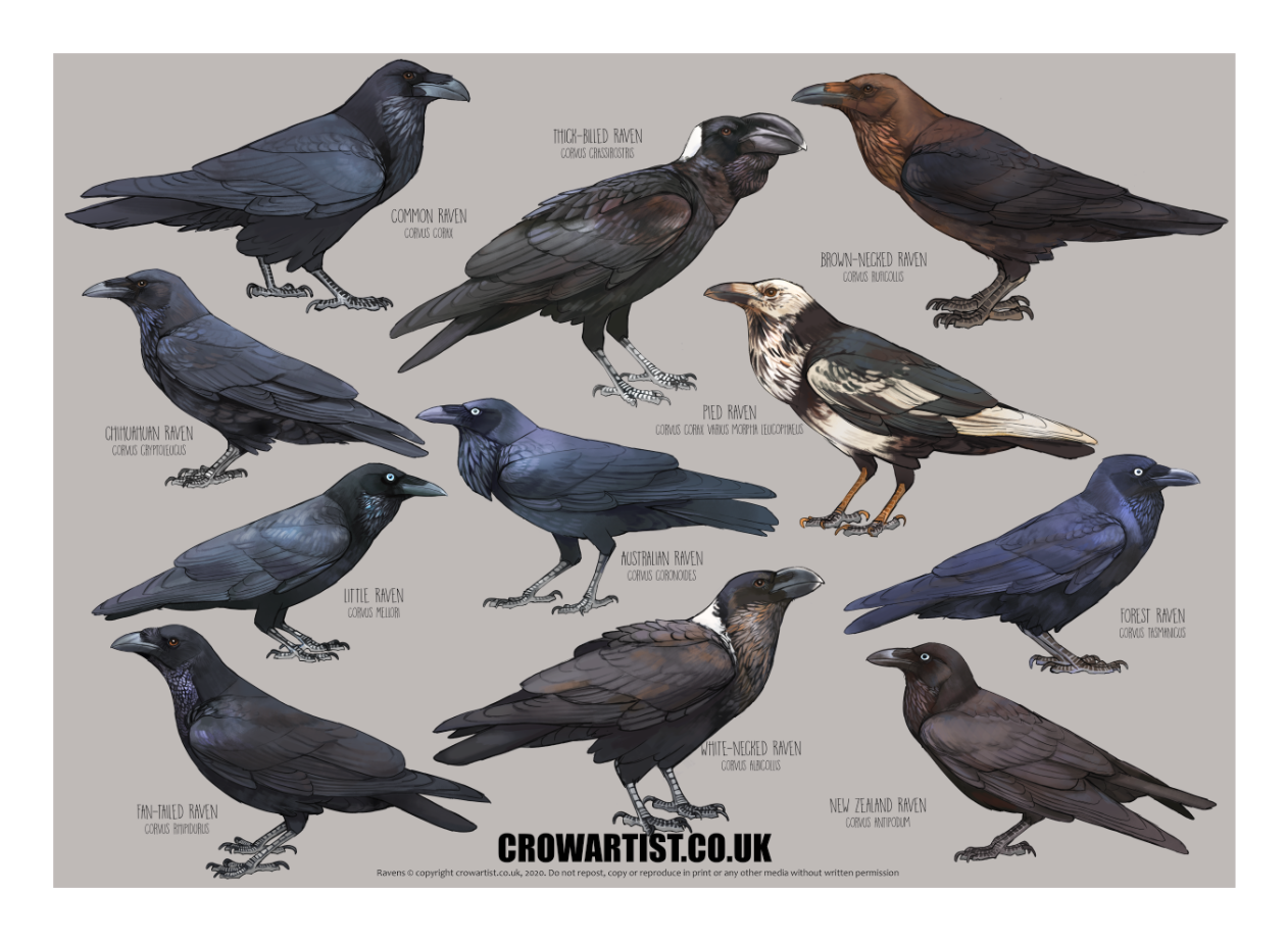 Crow Species