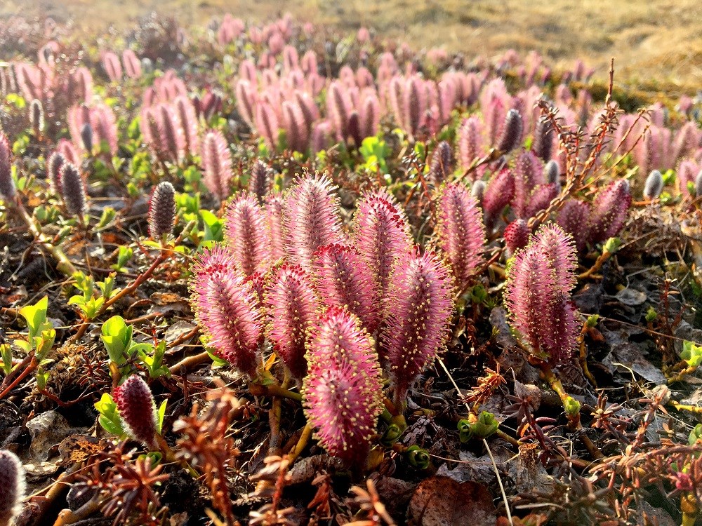 Arctic Willow Tundra