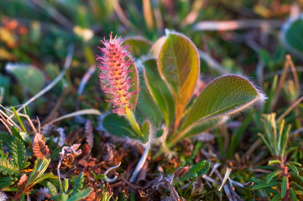 Arctic Willow Tundra Biome