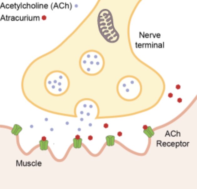 Atracurium Mechanism Of Action
