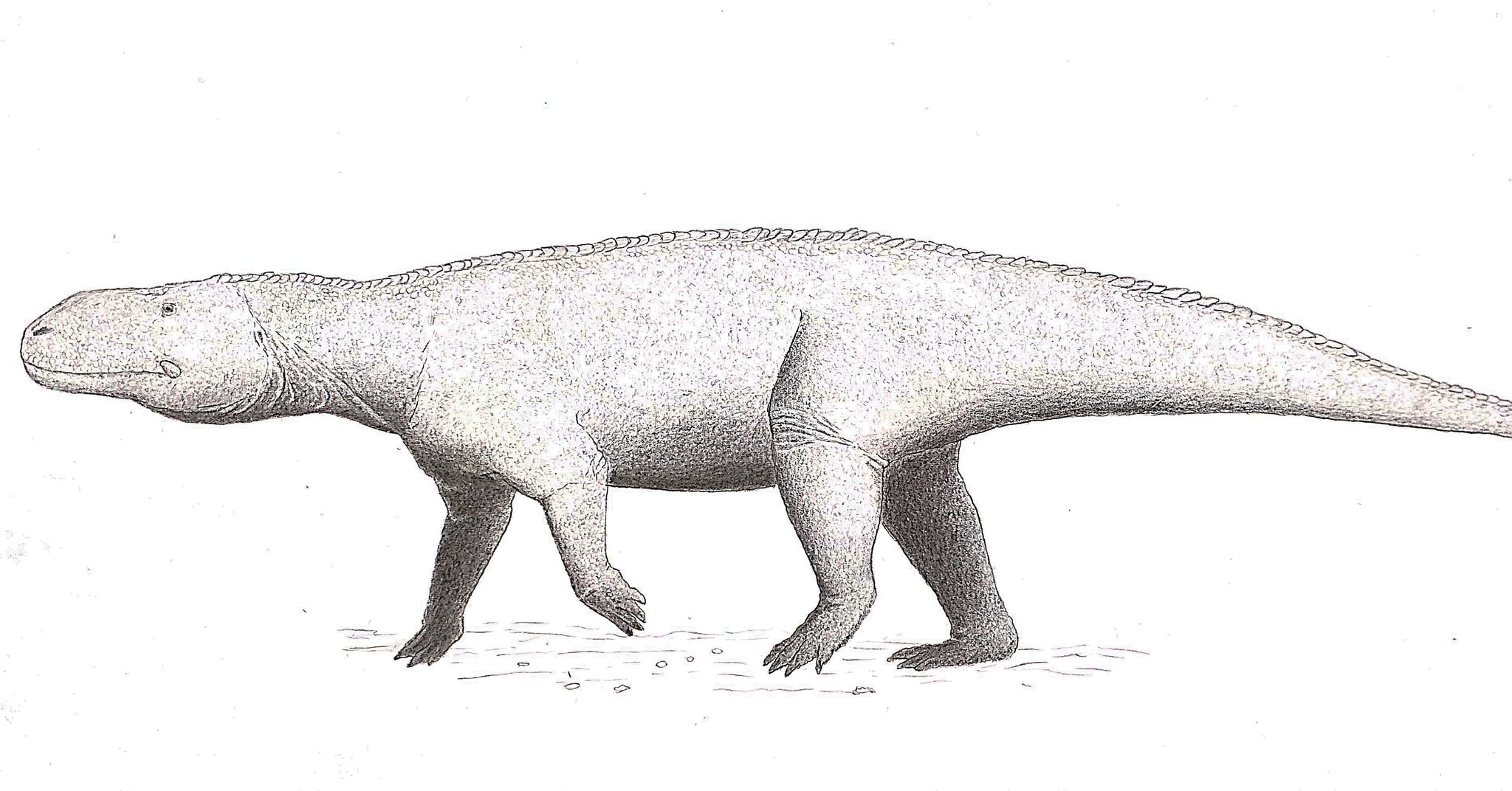 Prestosuchus Chiniquensis