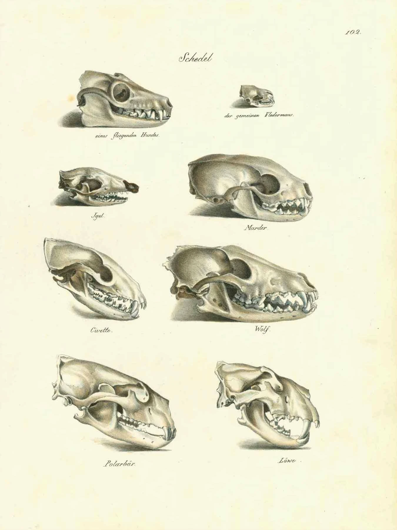 Bat Skull Drawing