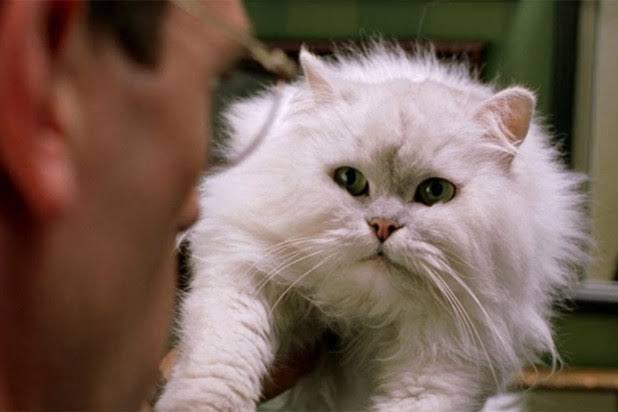 Stuart Little Snowbell