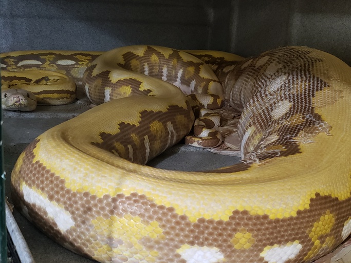 Reticulated Python Morphs