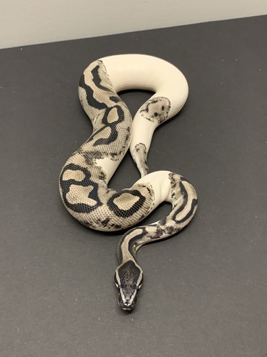 Lightning Pied Ball Python