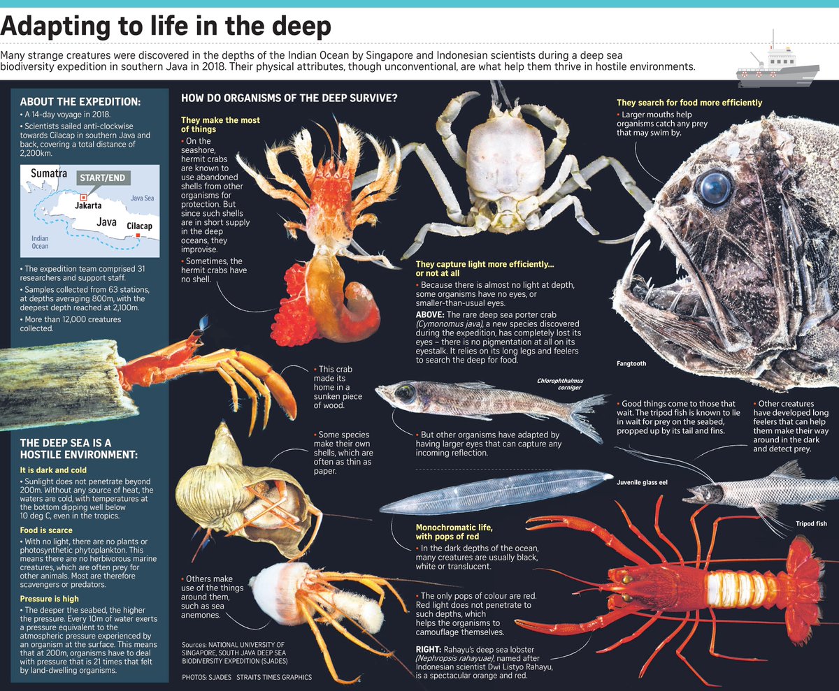 Indian Ocean Animals And Plants
