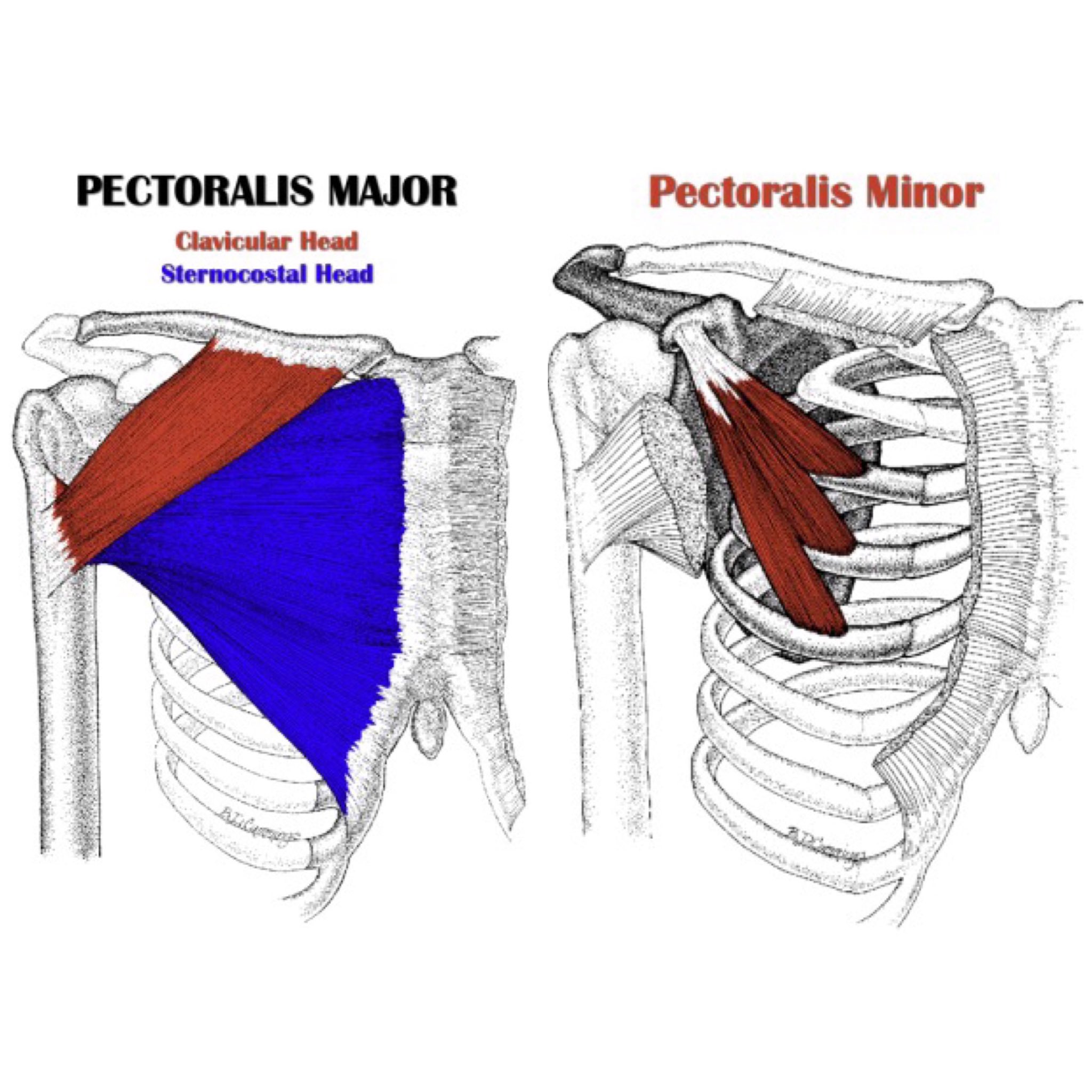Pectoralis Major And Minor Diagram