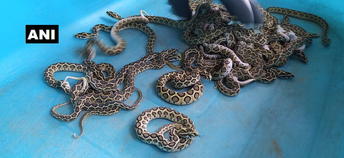 Tamil Nadu: Russell's Viper gives birth to 33 snakelets at VOC Park Zoo ...