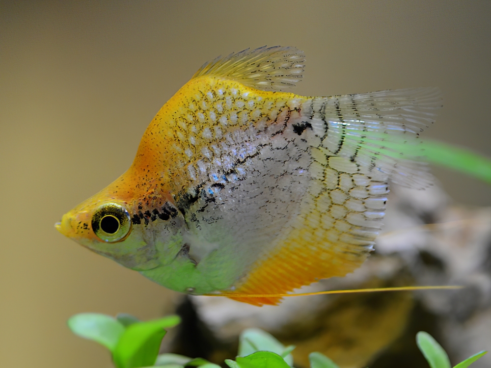 Balloon Pearl Gourami