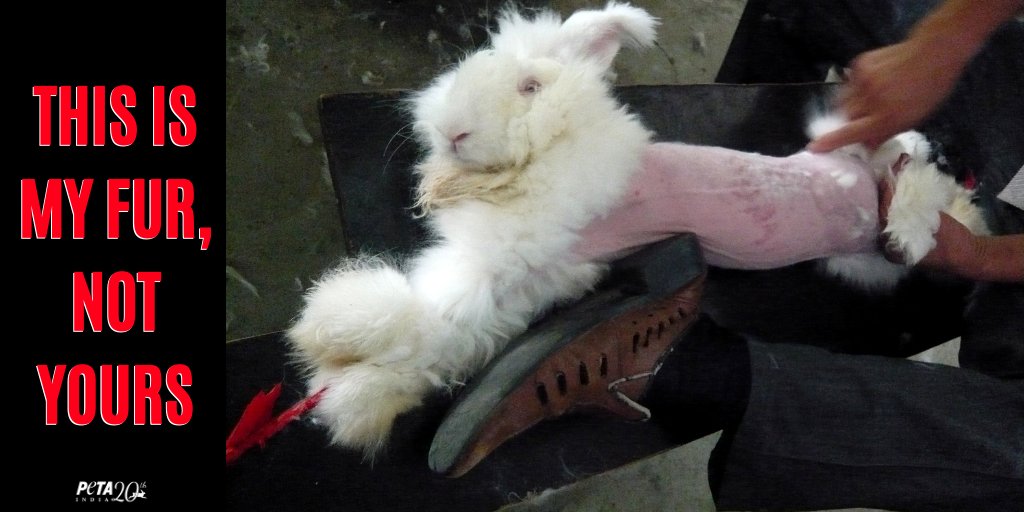 Rabbits Without Fur