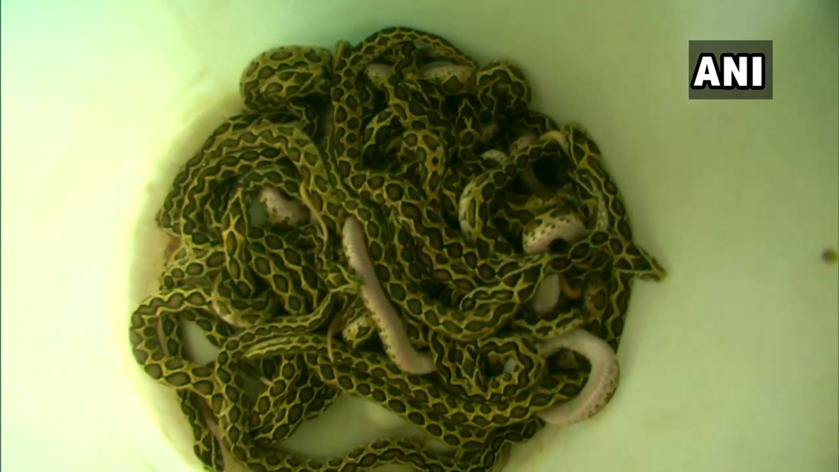 Tamil Nadu: Russell's Viper gives birth to 33 snakelets at VOC Park Zoo ...