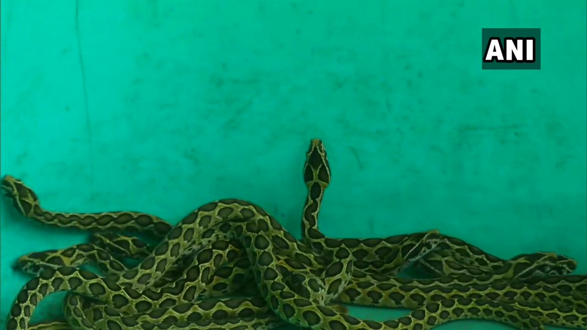 Tamil Nadu: Russell's Viper gives birth to 33 snakelets at VOC Park Zoo ...