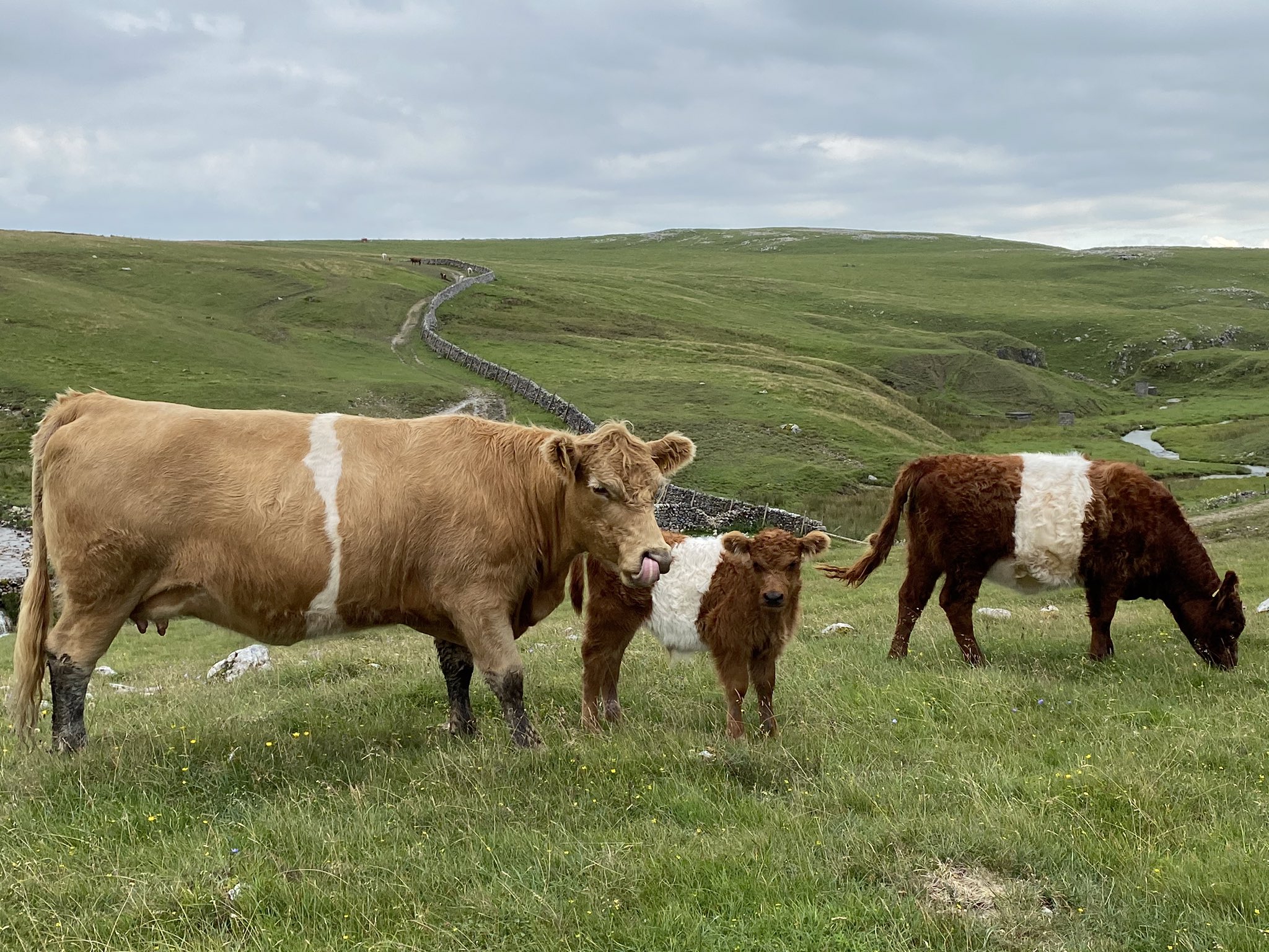 Dun Galloway Cattle