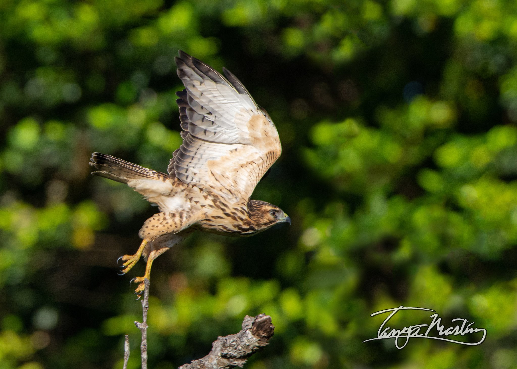 Puerto Rican Broad Winged Hawk Broad Winged Hawk Buteo Platypterus