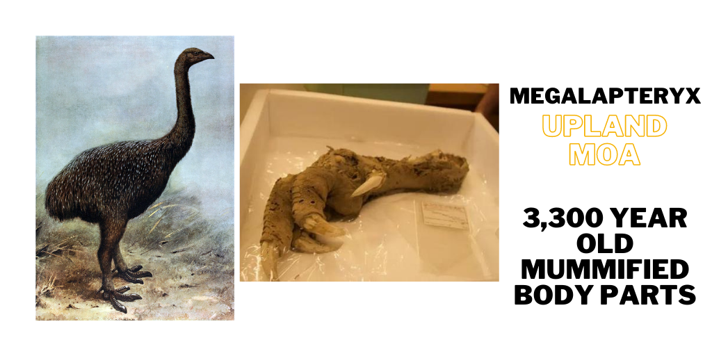 Preserved Megalapteryx Foot