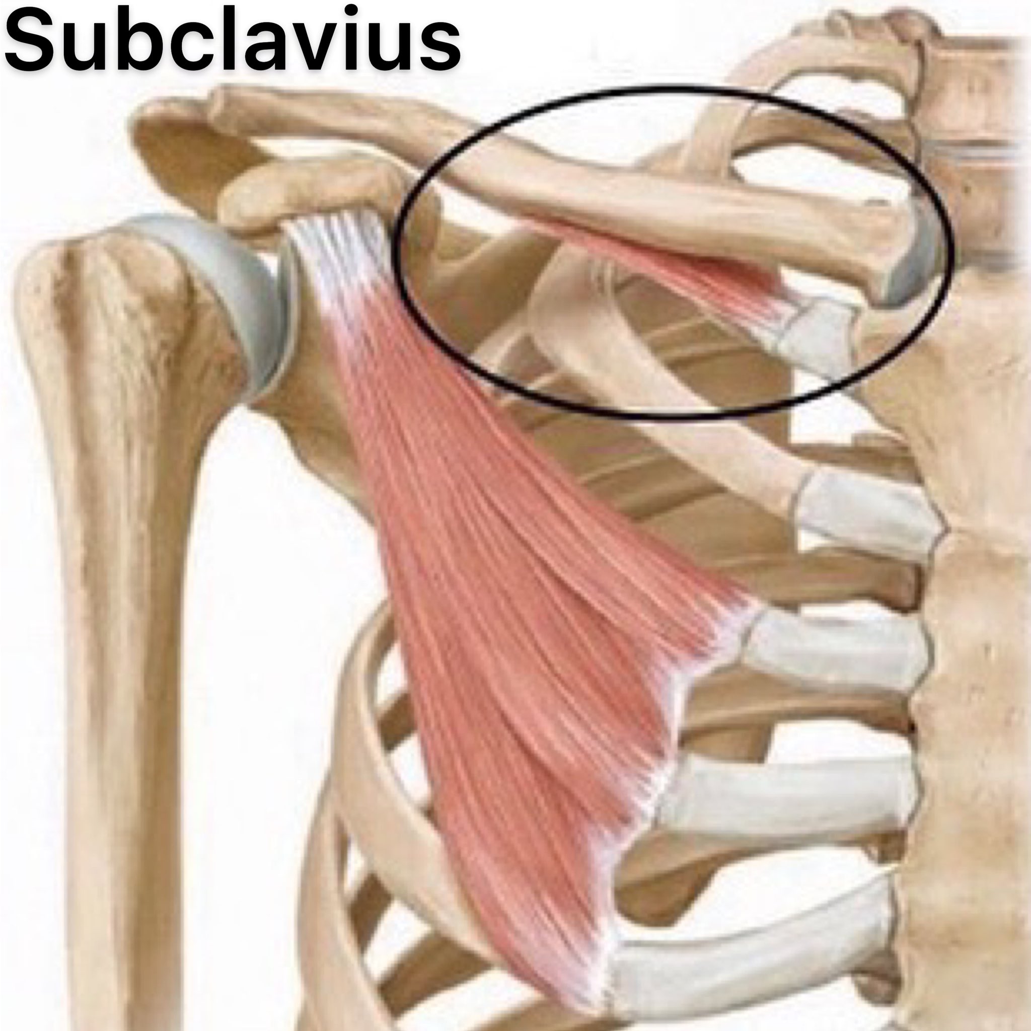 Subclavius Muscle Origin And Insertion