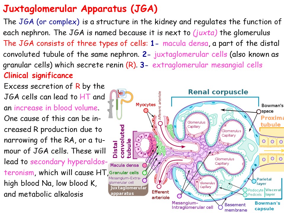Juxtaglomerular Apparatus