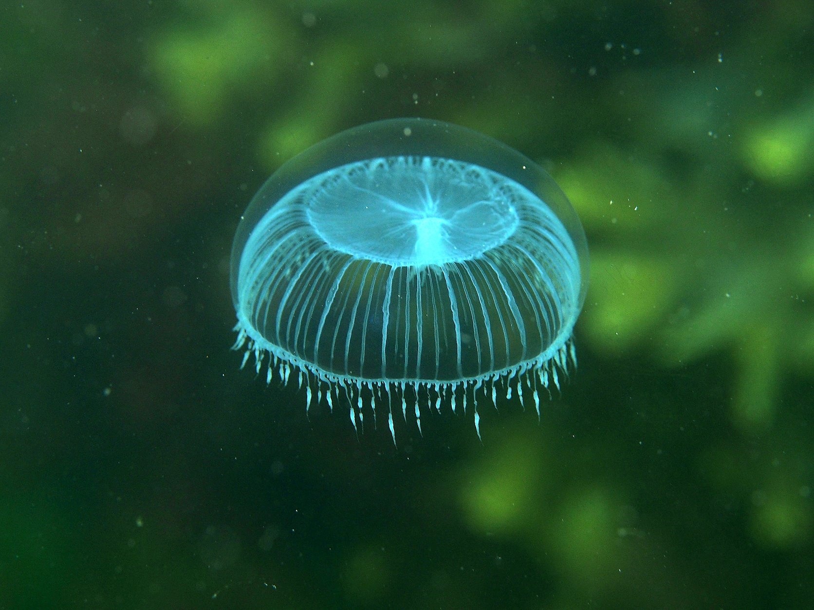 Crystal Jellyfish
