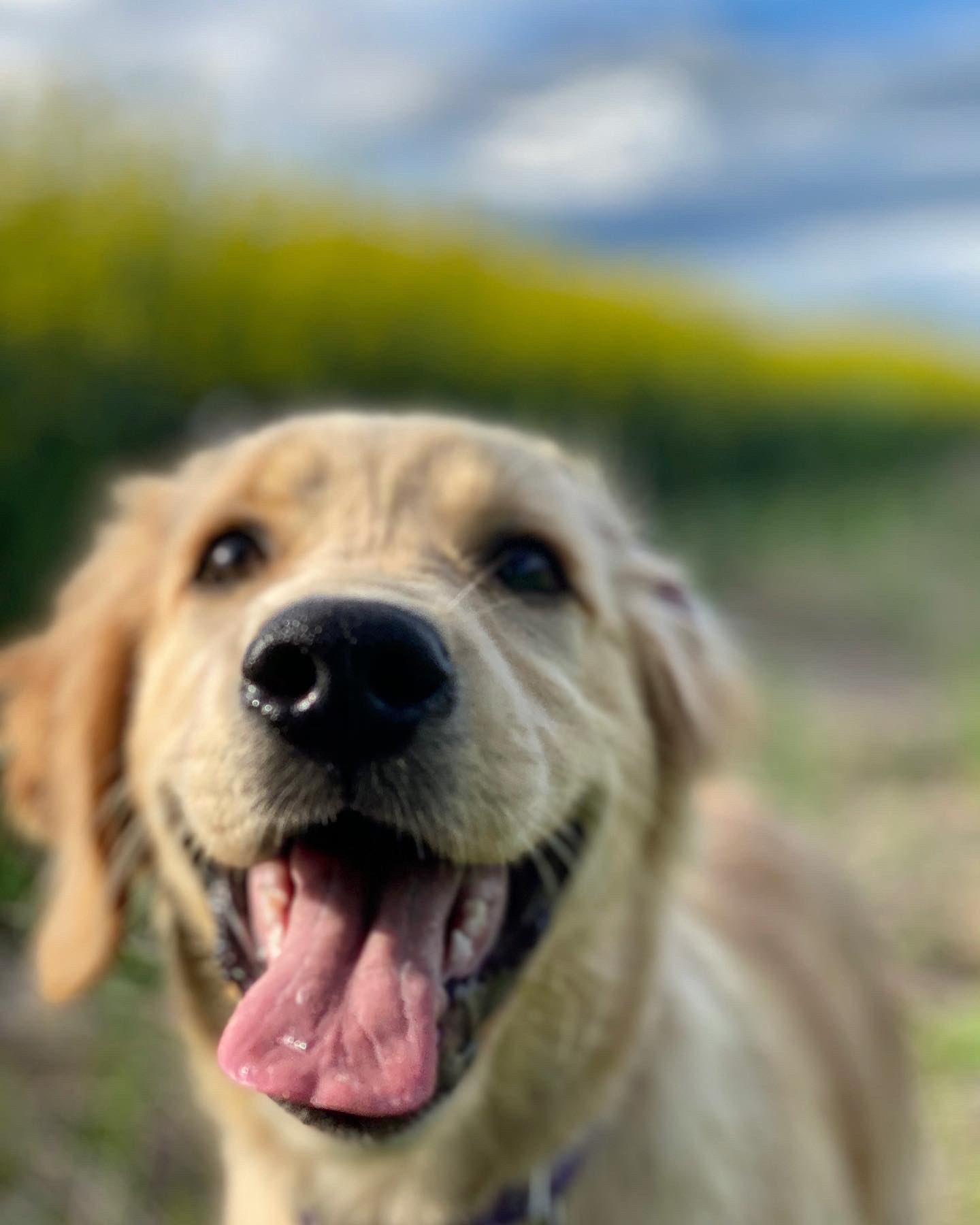 Can Dogs Smile When Theyre Happy