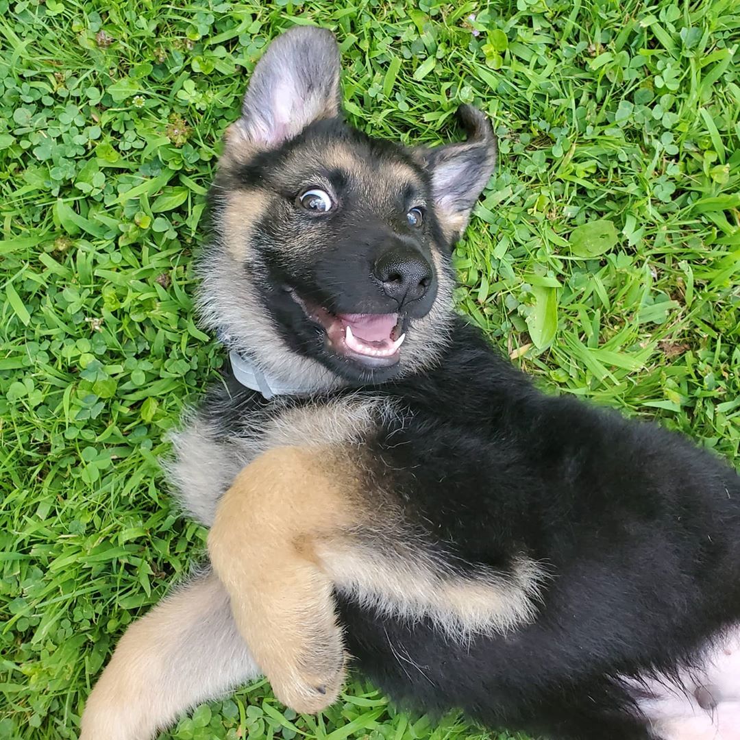 German Shepherd Teeth